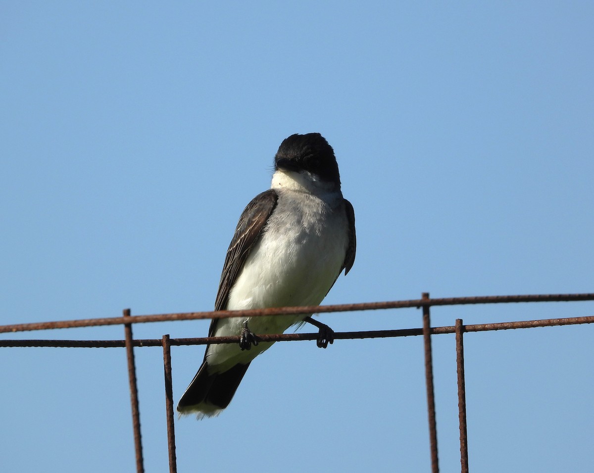 eBird Checklist - 27 Jun 2024 - Dalton Rd. area - 33 species