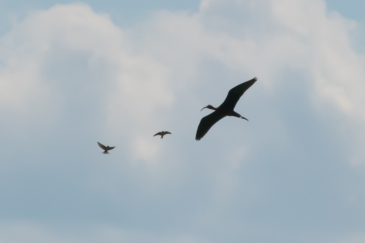 eBird Checklist - 27 Jun 2024 - Brainerd Levee - 33 species