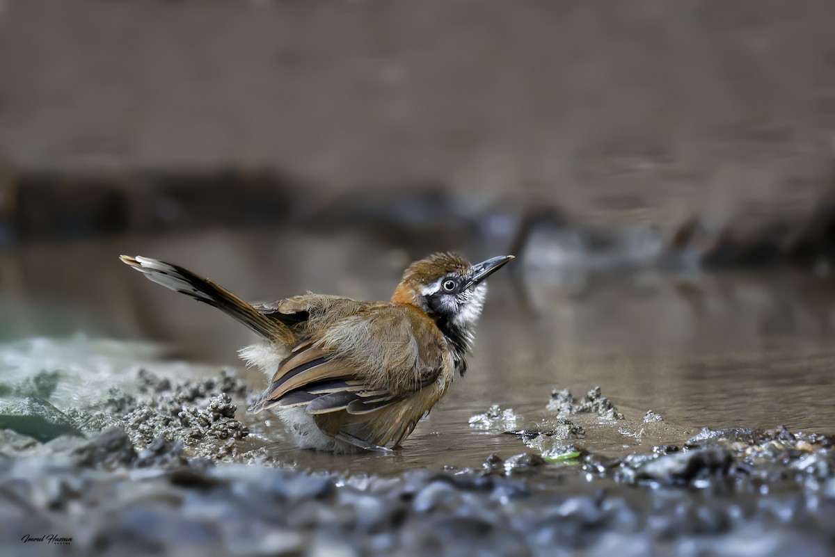 eBird Checklist - 25 Jun 2024 - Chittagong University Campus ...