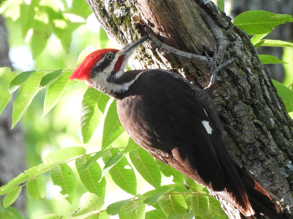Pennsylvania Bird Atlas Checklist - 28 Jun 2024 - Pine Forge Ball Field ...