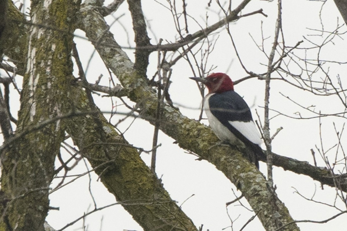 eBird Checklist - 28 Jun 2024 - Sharon Mills Co. Park--north - 22 species