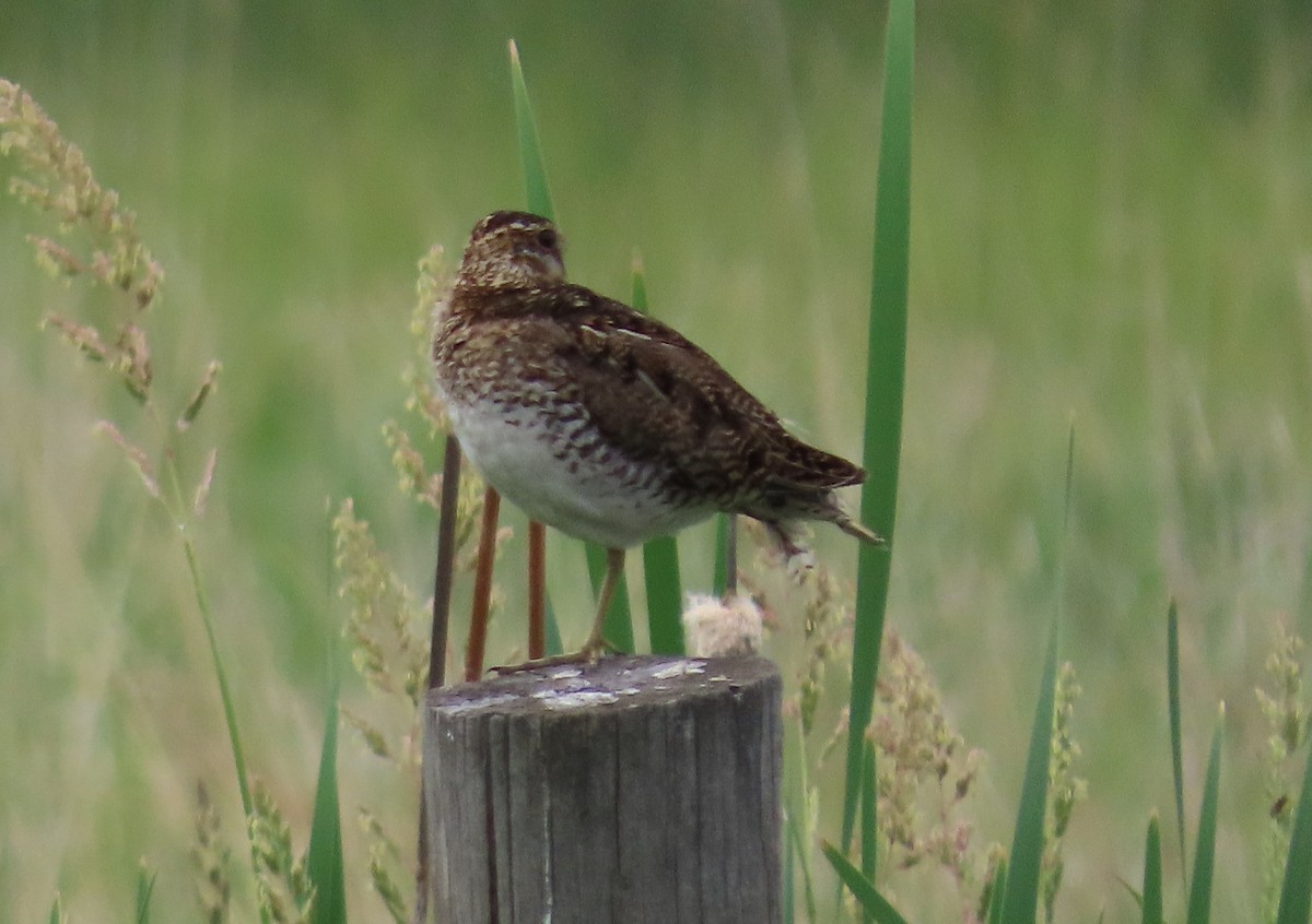 eBird Checklist - 26 Jun 2024 - Echo Canyon Lake SWA - 23 species
