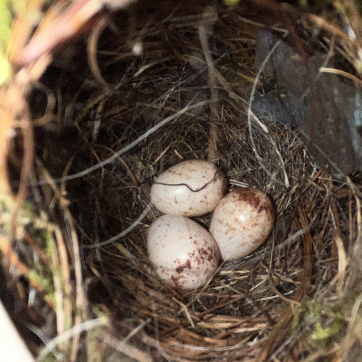 Pennsylvania Bird Atlas Checklist - 23 Jun 2024 - Dreamcatcher Farm - Home - 23 species