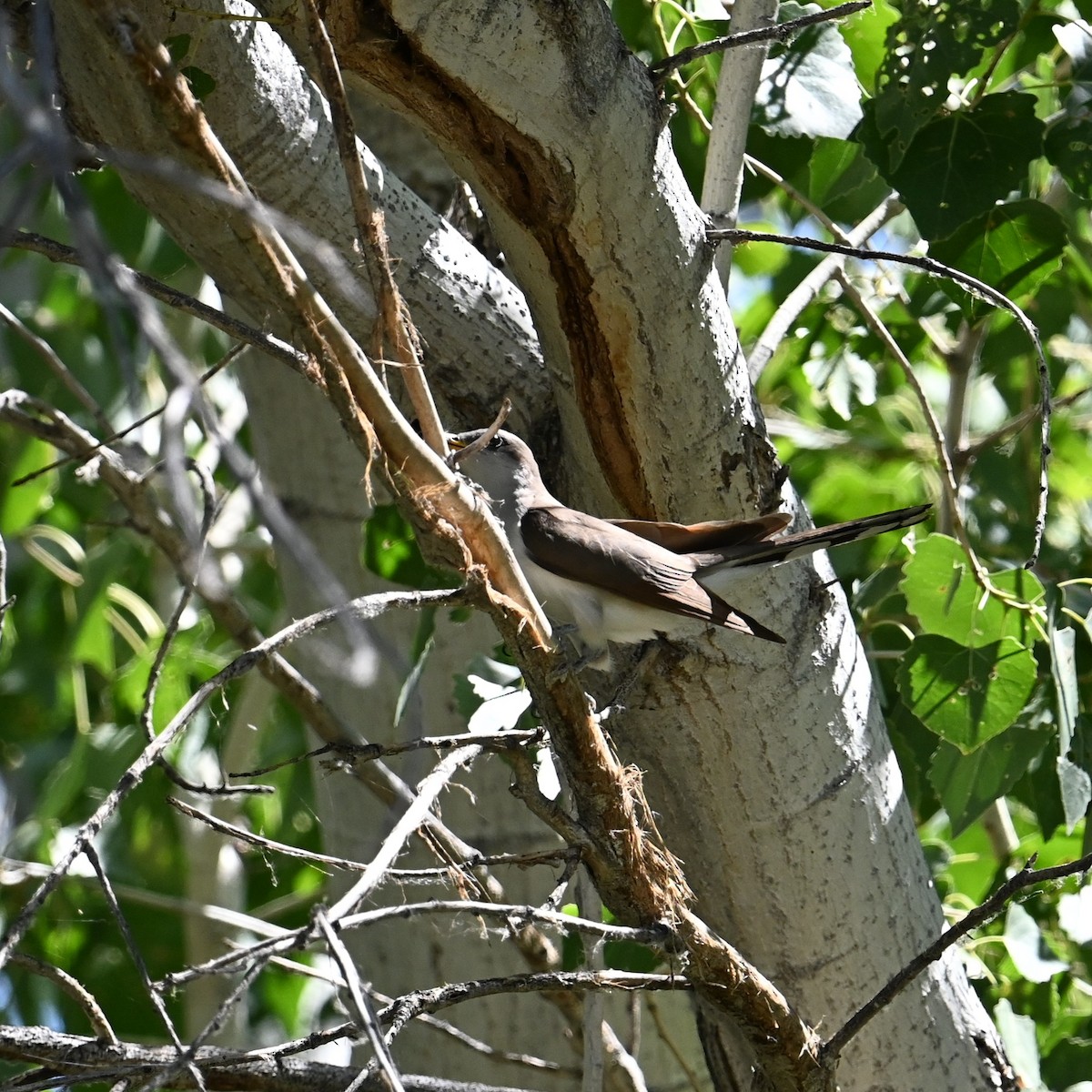 eBird Checklist - 28 Jun 2024 - Tres Rios Overbank Wetlands (permit ...