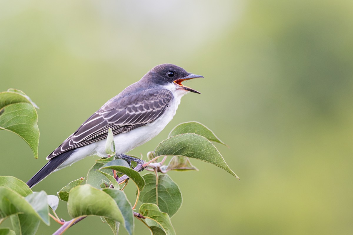eBird Checklist - 28 Jun 2024 - Limestone Park - 20 species