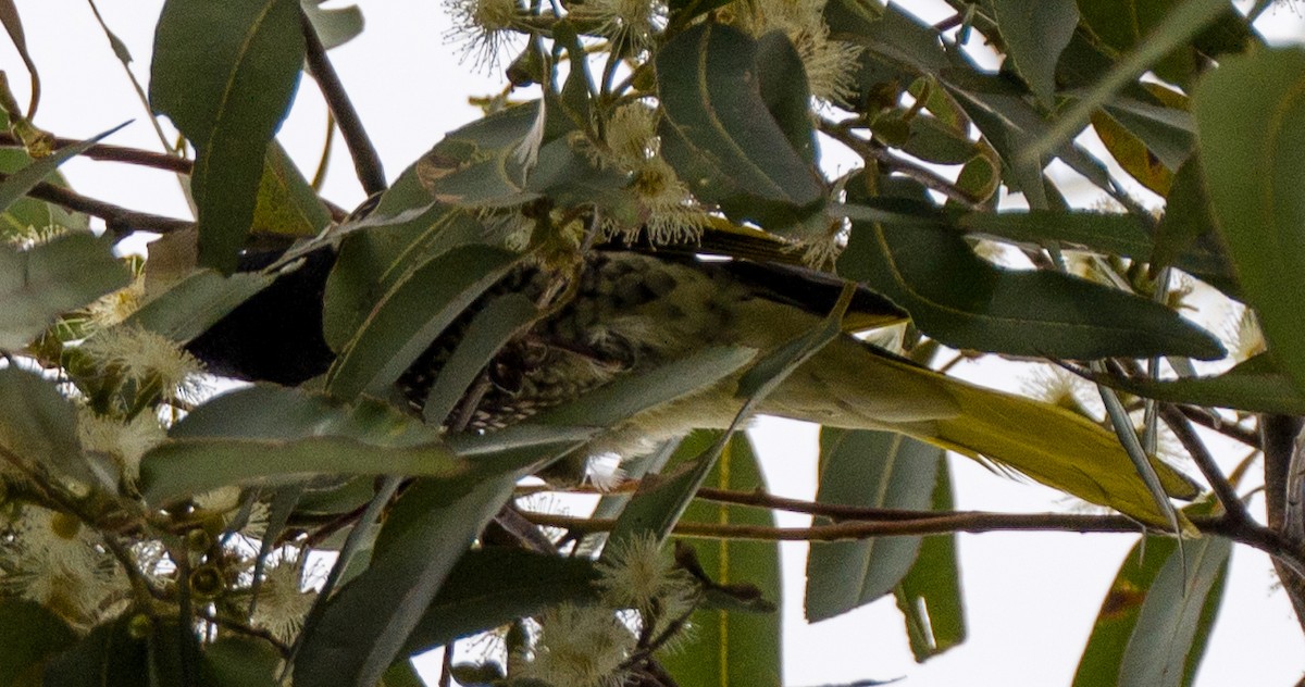 eBird Checklist - 29 Jun 2024 - O'Reilly's Rainforest Retreat - 1 species