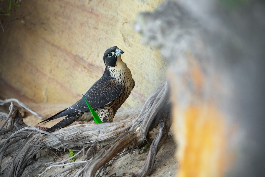 Peregrine Falcon (Australian) - eBird