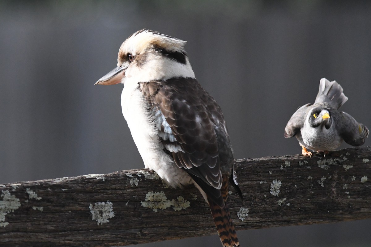 eBird Checklist - 29 Jun 2024 - Bens Walk (Nowra) - 28 species (+1 ...