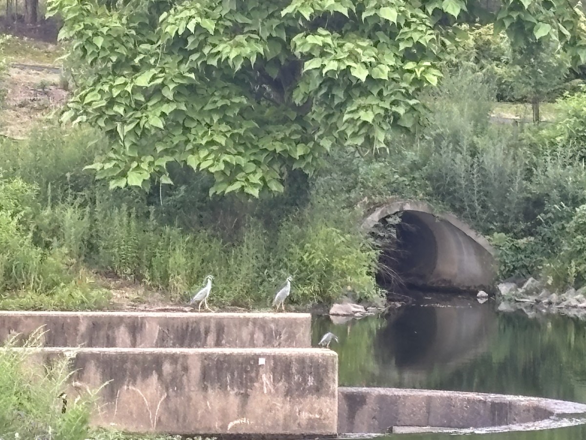 eBird Checklist - 29 Jun 2024 - Vienna Reservoir - 32 species