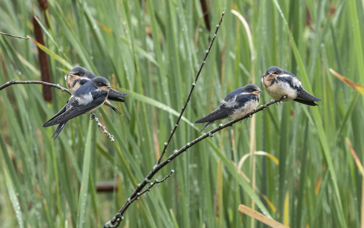 eBird Checklist - 29 Jun 2024 - Point Pelee NP--Blue Heron - 20 species