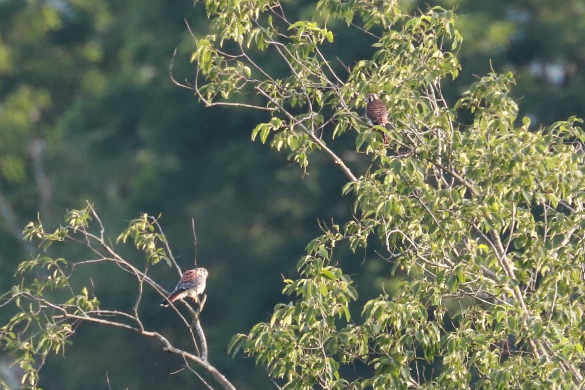 Pennsylvania Bird Atlas Checklist - 25 Jun 2024 - 406 Upper Georges Valley Rd, Spring Mills US ...