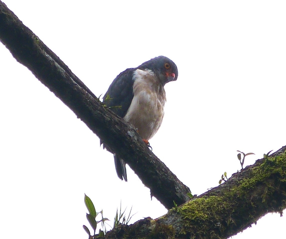 eBird Checklist - 24 Nov 2012 - Awa (La Union) Road - 4 species