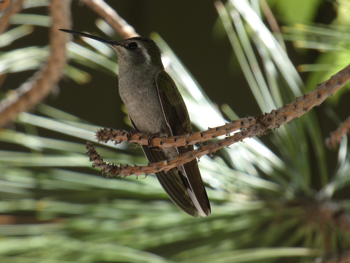eBird Checklist - 27 Jun 2024 - Mt. Lemmon--Palisades Visitor Center ...