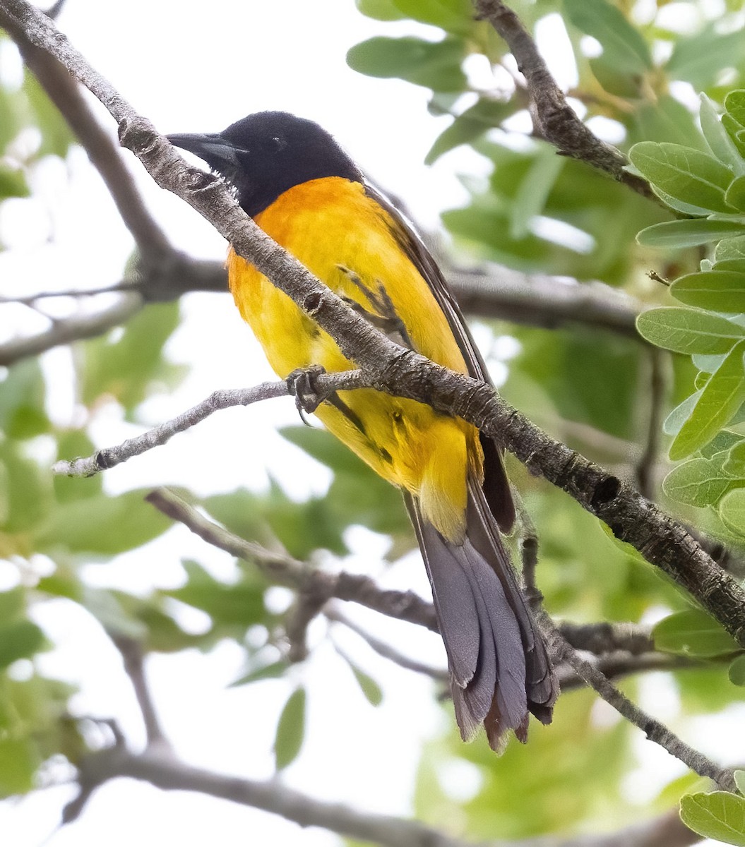 eBird Checklist - 29 Jun 2024 - Madera Canyon--Proctor Rd. - 13 species ...