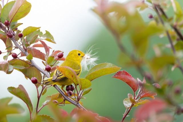 Pennsylvania Bird Atlas - Discover a new world of birding...