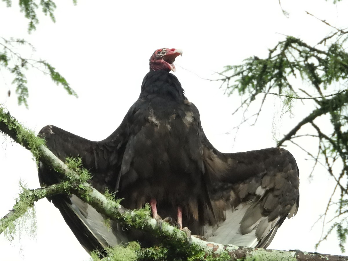 eBird Checklist - 29 Jun 2024 - Walhalla State Fish Hatchery (respect ...