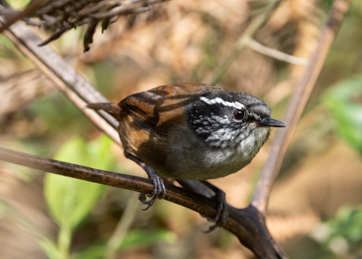 Grey-breasted Wood Wren (bangsi) - eBird