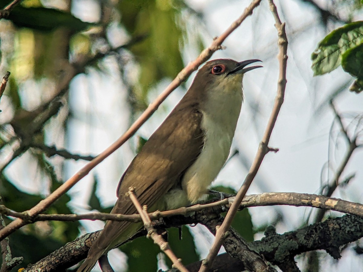 eBird Checklist - 29 Jun 2024 - RNF du Cap-Tourmente - 57 species