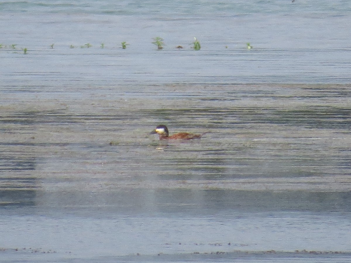 eBird Checklist - 29 Jun 2024 - Brickyard Ponds - 39 species