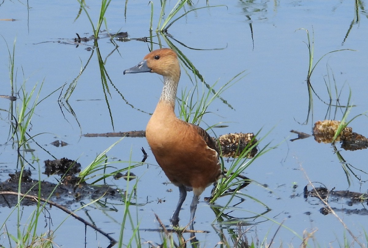 eBird Checklist - 29 Jun 2024 - Browns Farm Rd. - 44 species (+1 other ...
