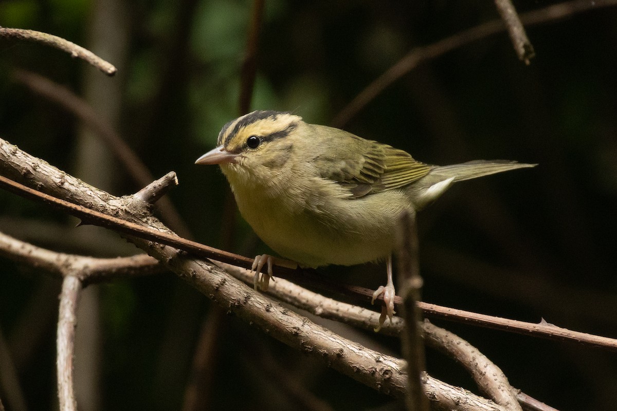 Pennsylvania Bird Atlas Checklist - 29 Jun 2024 - Hellam Hills Nature ...