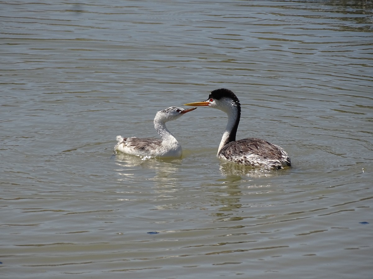 eBird Checklist - 29 Jun 2024 - Carson Lake - 16 species