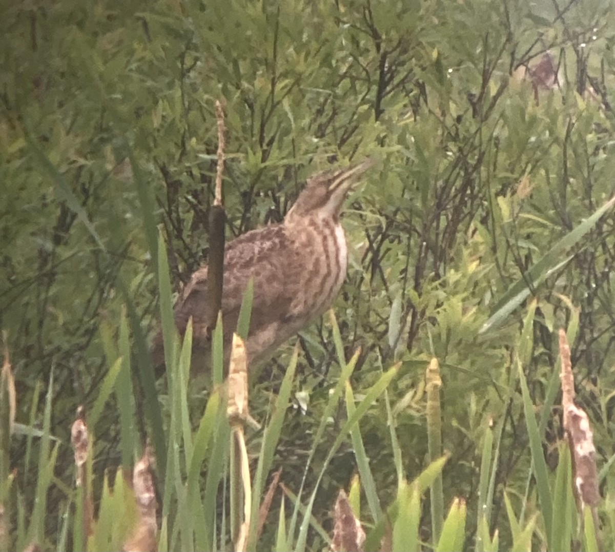 Pennsylvania Bird Atlas Checklist - 29 Jun 2024 - Lee Swamp - 8 species