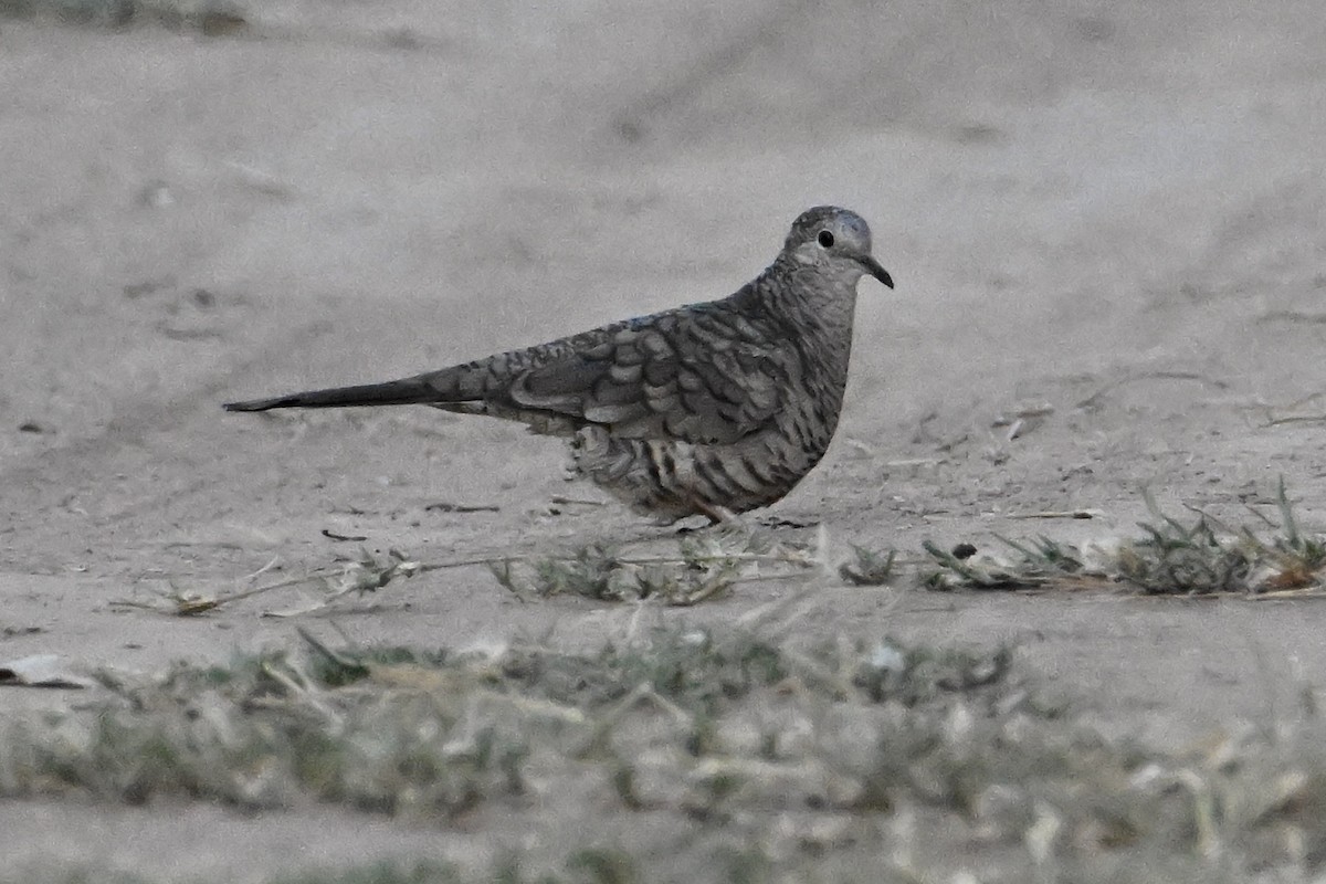 eBird Checklist - 29 Jun 2024 - Palo Verde Ecological Reserve - 42 ...