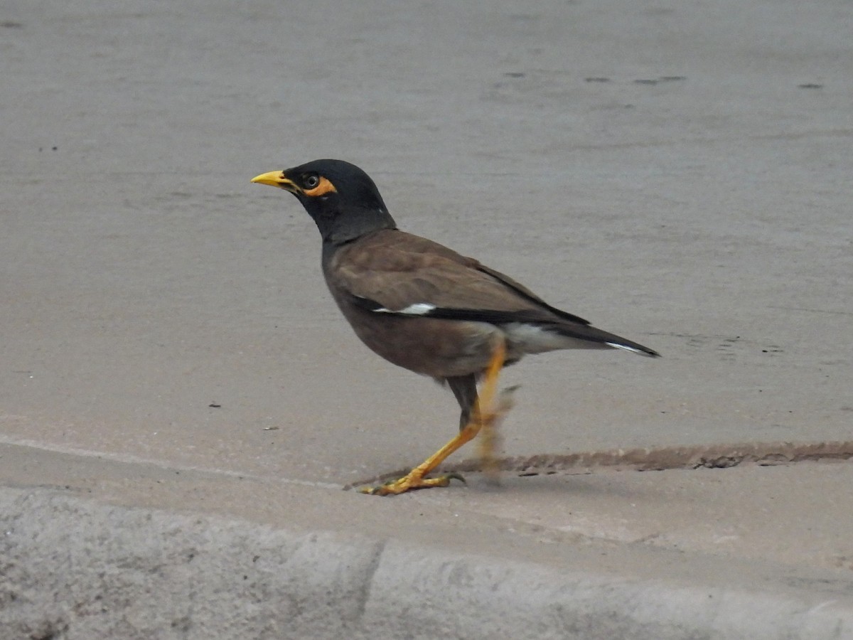 eBird Checklist - 30 Jun 2024 - Confusion Corner - 9 species