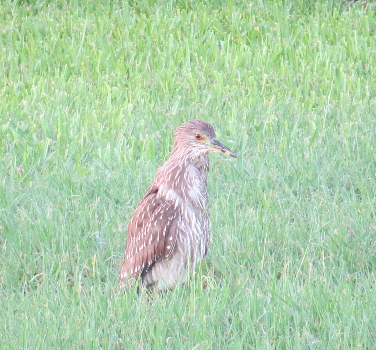 eBird Checklist - 30 Jun 2024 - Sharon & Joe’s - 22 species