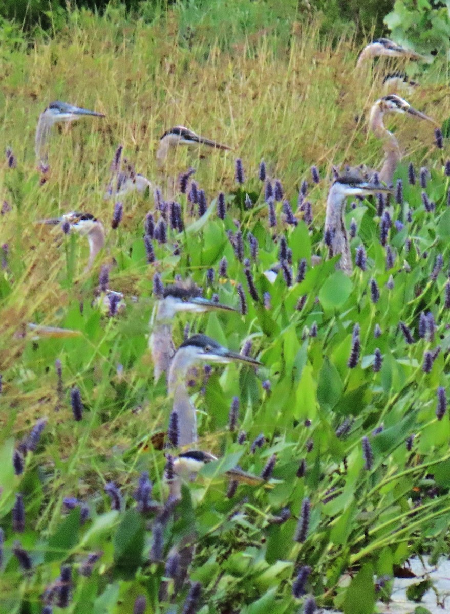 eBird Checklist - 29 Jun 2024 - Burrage Pond WMA - 51 species