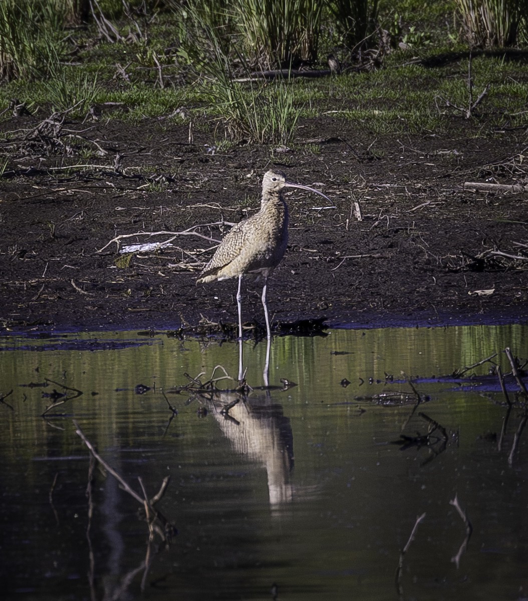 eBird Checklist - 29 Jun 2024 - Big Bear Lake--Stanfield Marsh ...