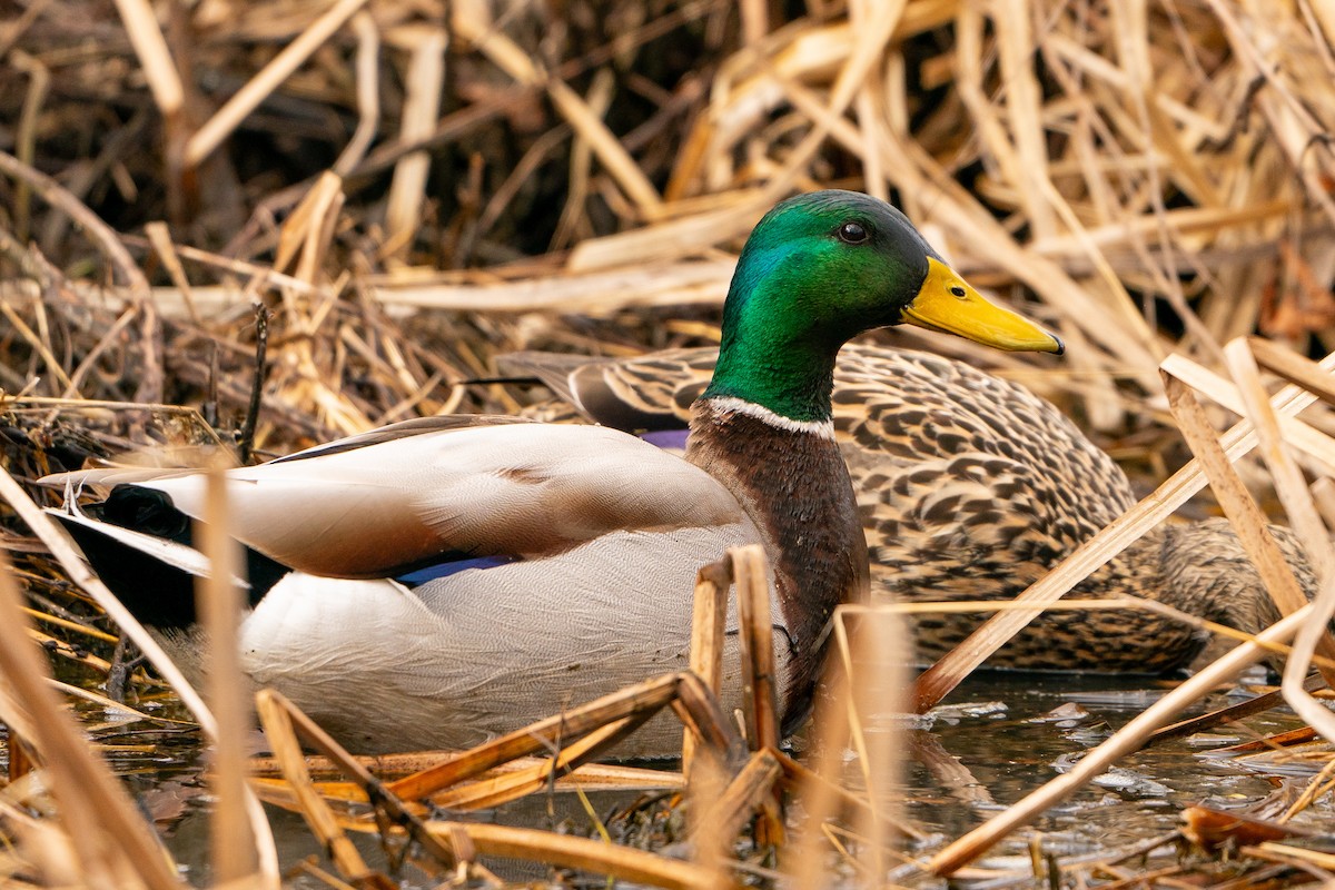 eBird Checklist - 2 Apr 2024 - Minnesota Valley NWR--Bass Ponds - 26 ...