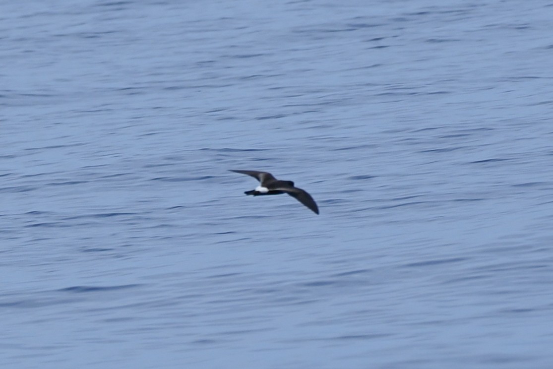 eBird Checklist - 29 Jun 2024 - Canaveral Swordfish Pelagic — Leg 10 ...
