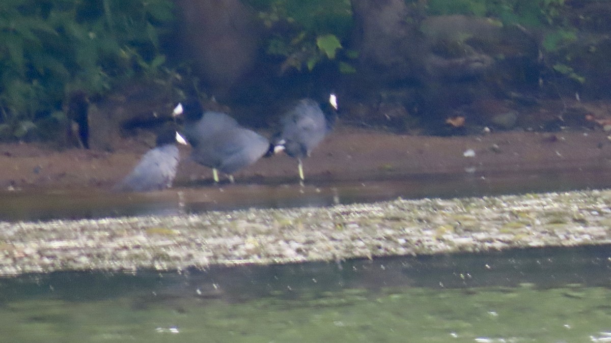 eBird Checklist - 30 Jun 2024 - Clayton Co. Water Authority--Lake ...