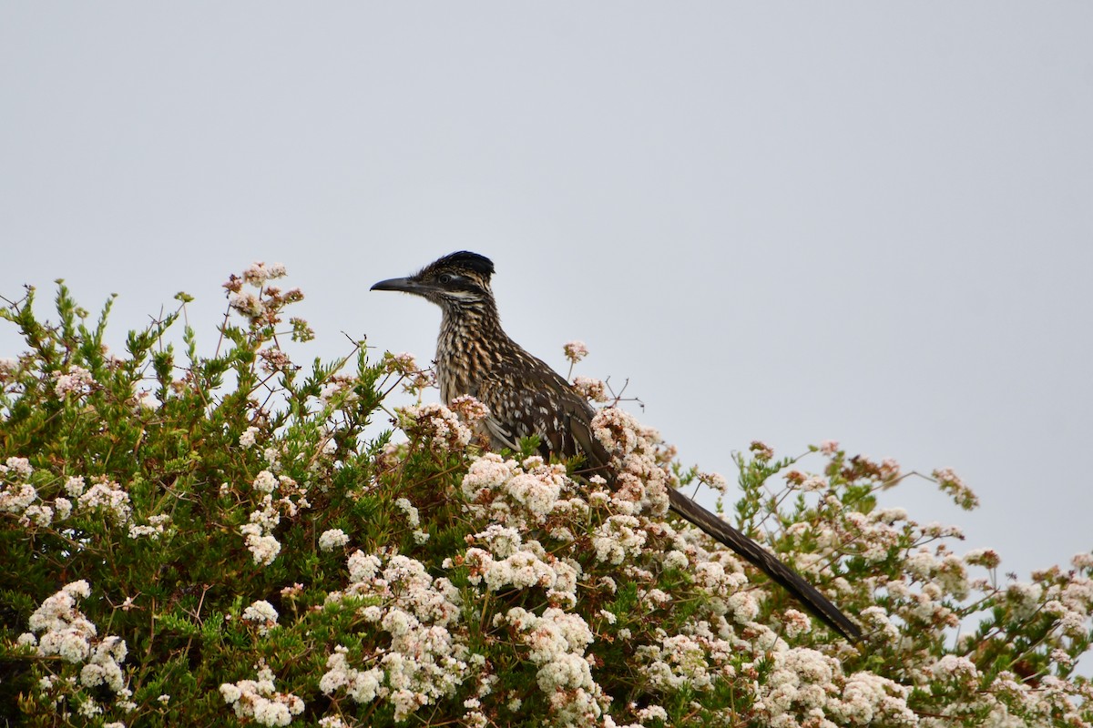 eBird Checklist - 30 Jun 2024 - Dana Point Headlands Preserve - 13 species