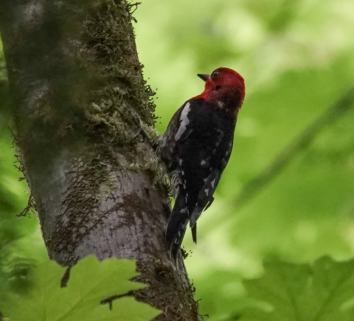 eBird Checklist - 1 Jun 2024 - MacMillan Provincial Park (Cathedral ...
