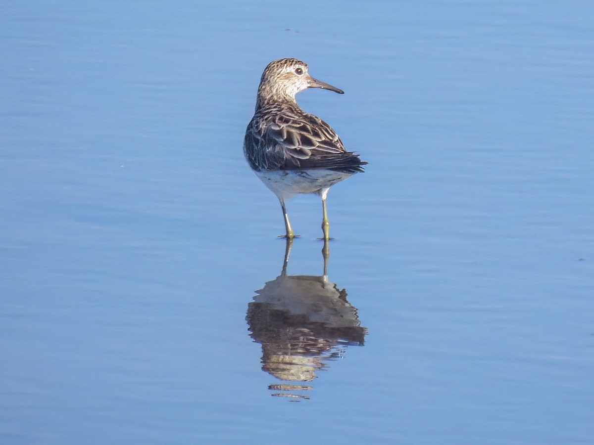 eBird Checklist - 6 Nov 2019 - Port Gawler Conservation Park - 33 species