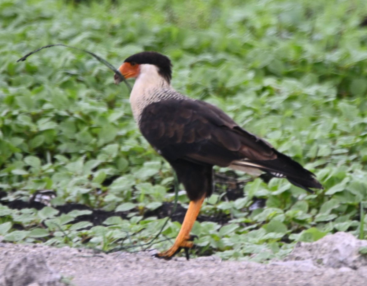 eBird Checklist - 30 Jun 2024 - Muck City Road, Pahokee US-FL 26.81259 ...