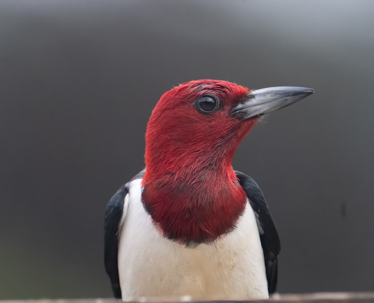 eBird Checklist - 29 Jun 2024 - Chemistry Lane - 1 species
