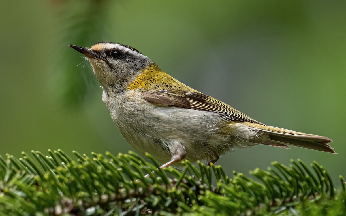 eBird Checklist - 30 Jun 2024 - North Trail, Boží Dar CZ-41 (50.4142,12 ...