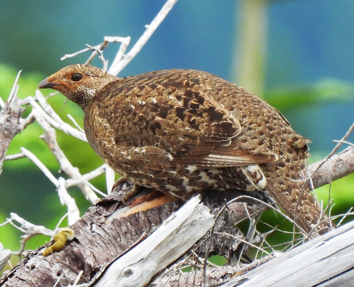 eBird Checklist - 30 Jun 2024 - Round Top summit - 22 species