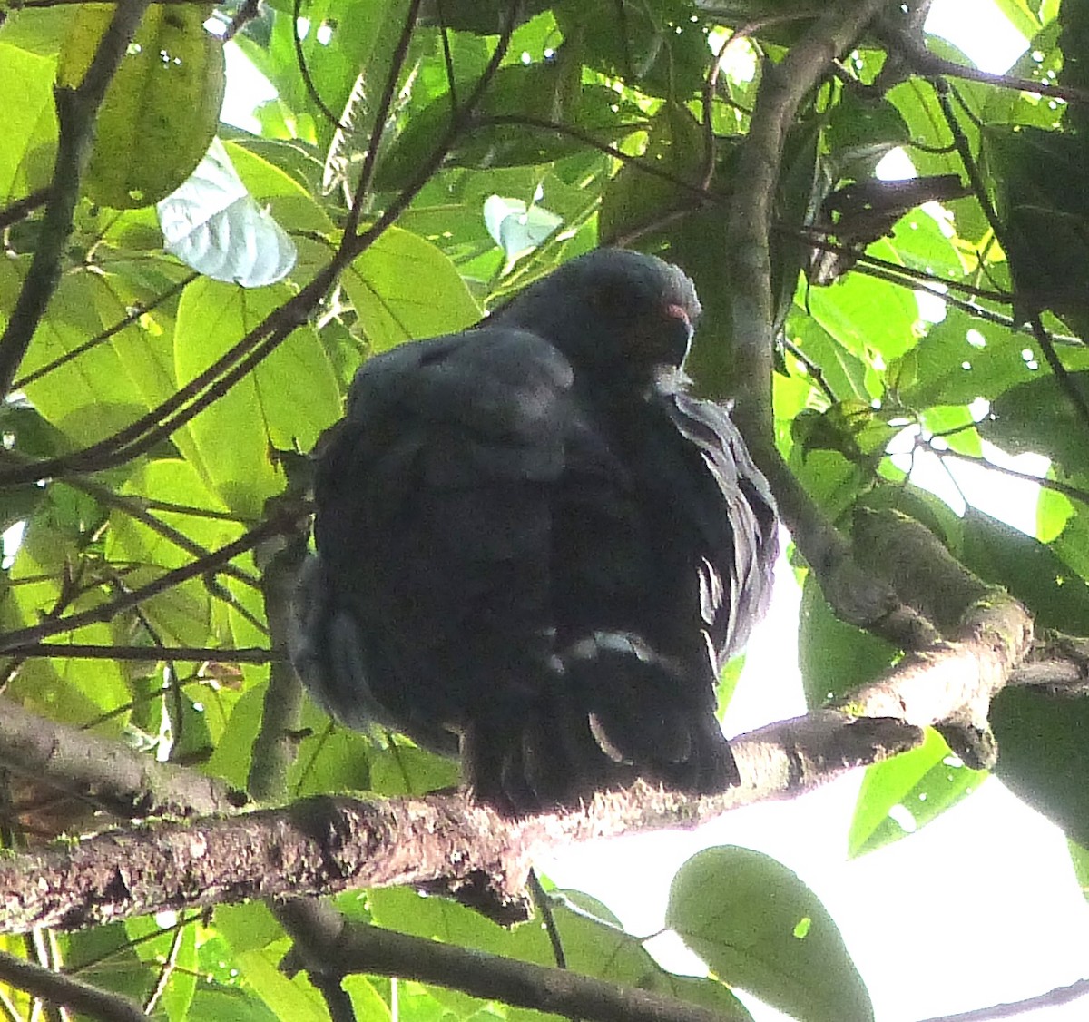 eBird Checklist - 8 Jul 2012 - Milpe Bird Sanctuary (including former ...