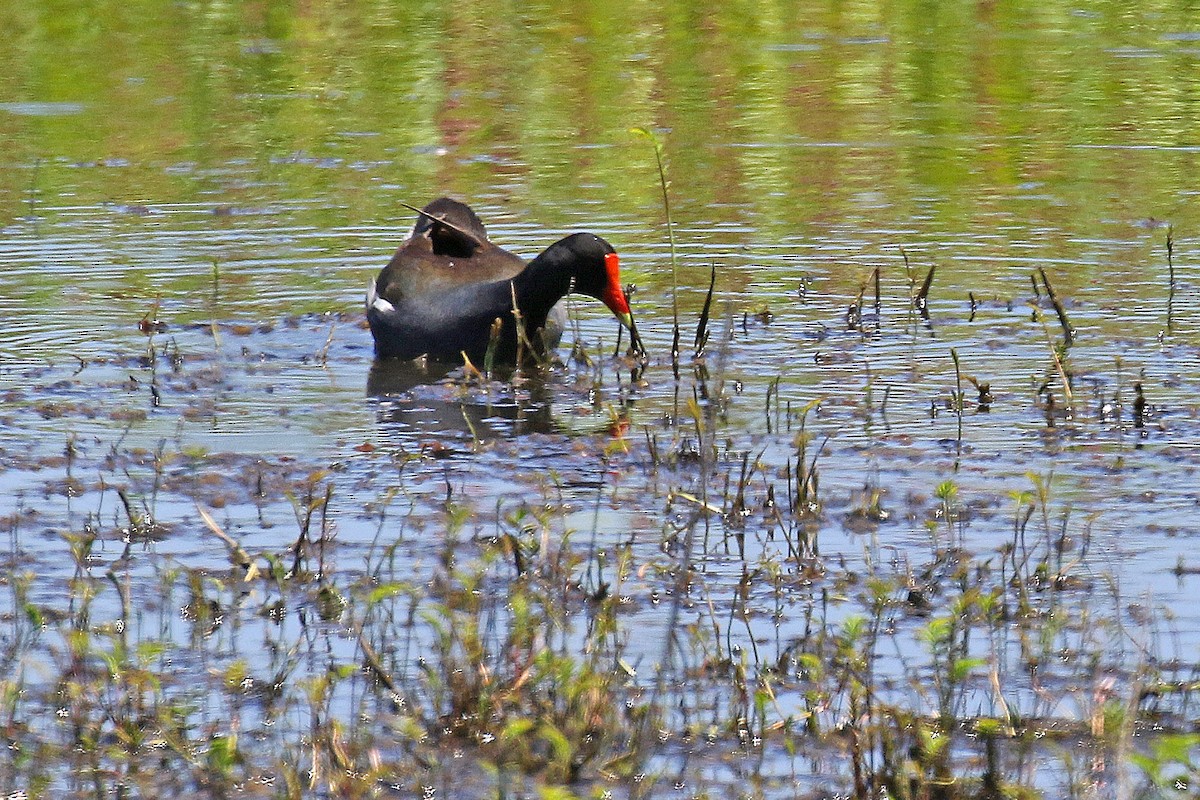 eBird Checklist - 30 Jun 2024 - Zmudowski SB - 51 species