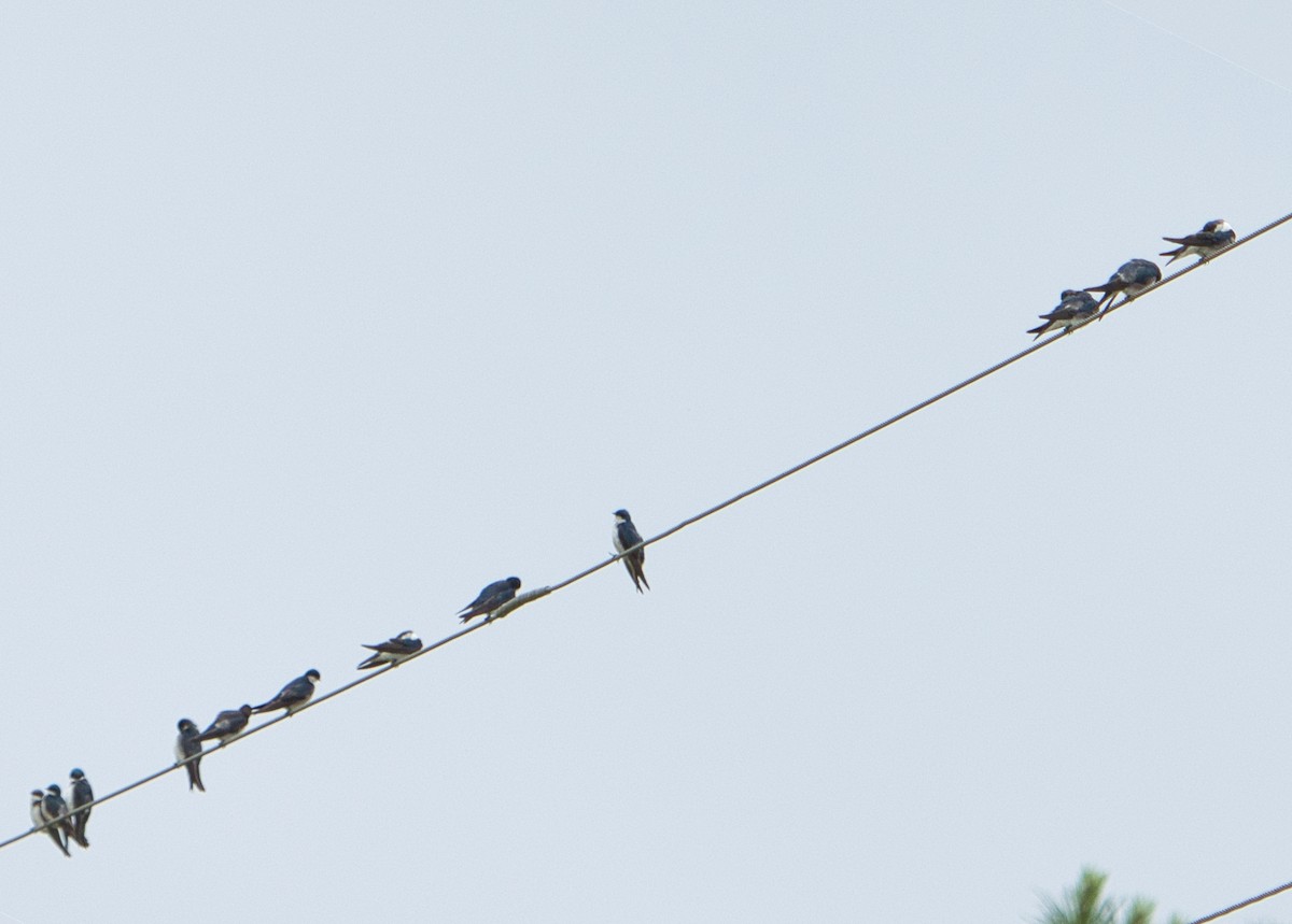 eBird Checklist - 30 Jun 2024 - Donnelley WMA (partial fall and winter ...