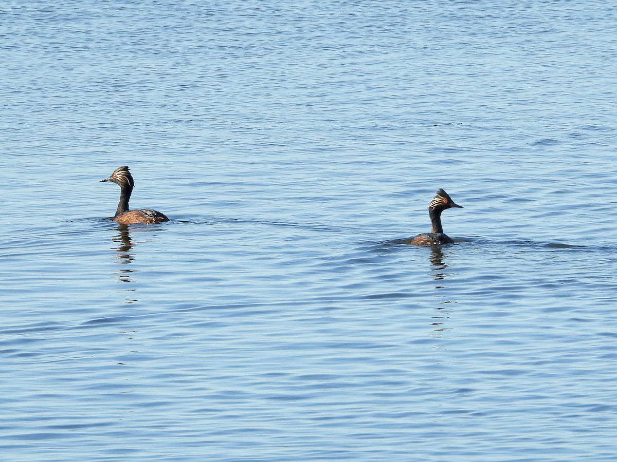 eBird Checklist - 30 Jun 2024 - North Ottawa Impoundment - 68 species