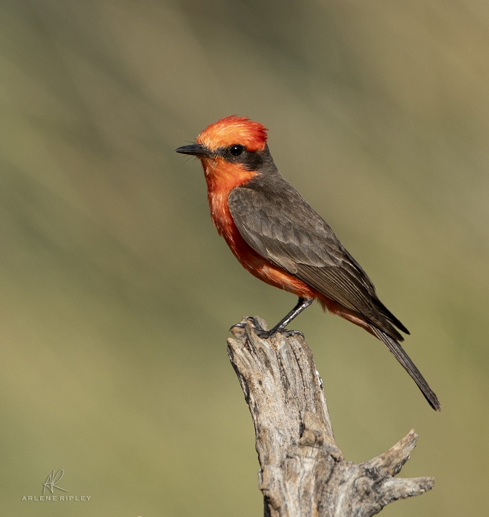 eBird Checklist - 30 Jun 2024 - 1 Dragoon Mt. Ranch, E Kingbird Trail ...