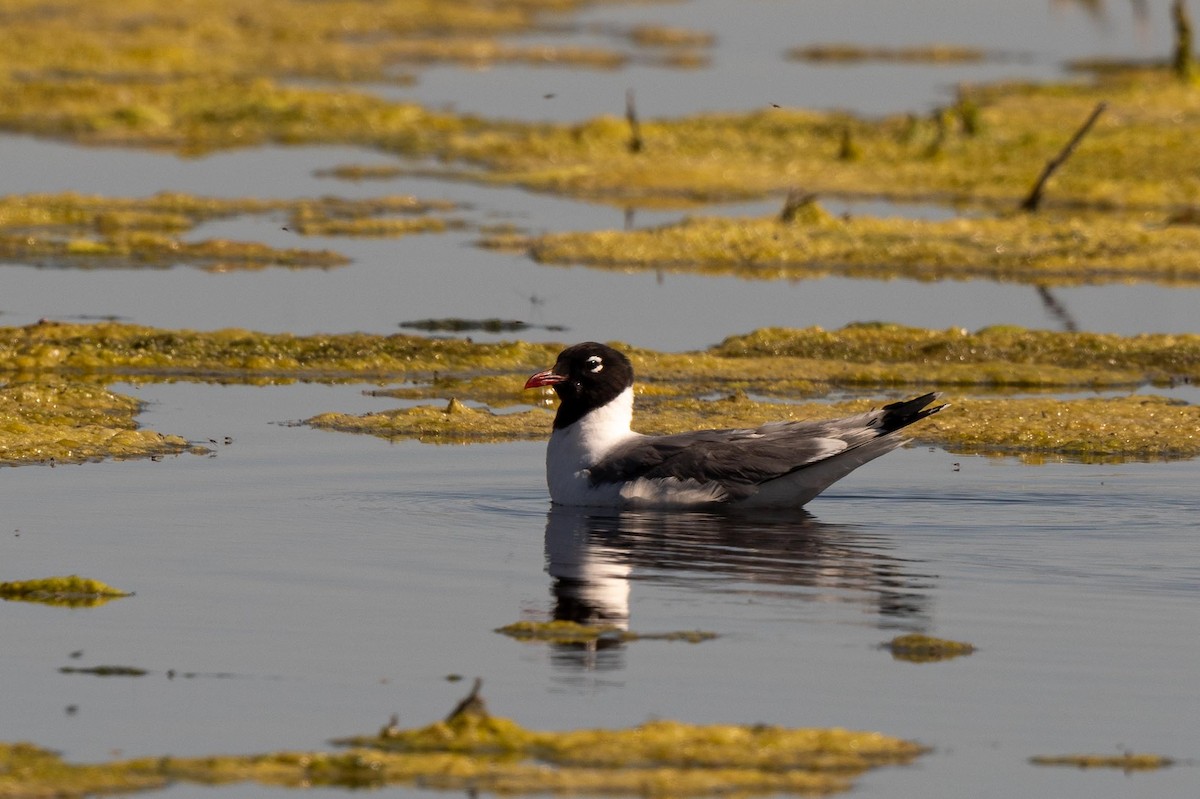 eBird Checklist - 29 Jun 2024 - Tule Lake NWR--Auto Tour and Sump 1A ...