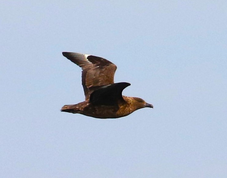 eBird Checklist - 28 Apr 2024 - Merimbula - Mallacoota Pelagic ...