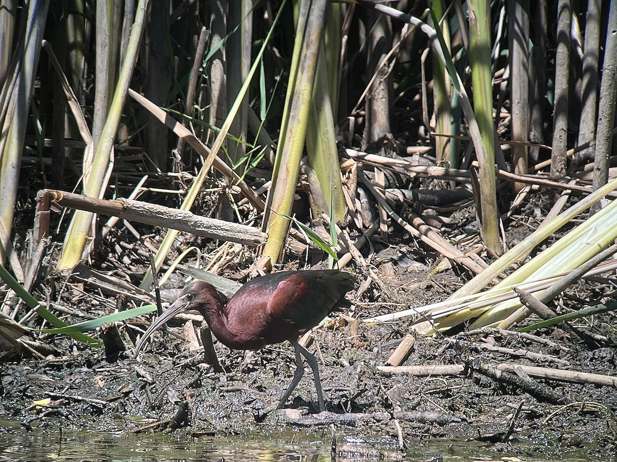 eBird Checklist - 1 Jul 2024 - Spruce Run Reservoir--Fishing Area - 20 ...